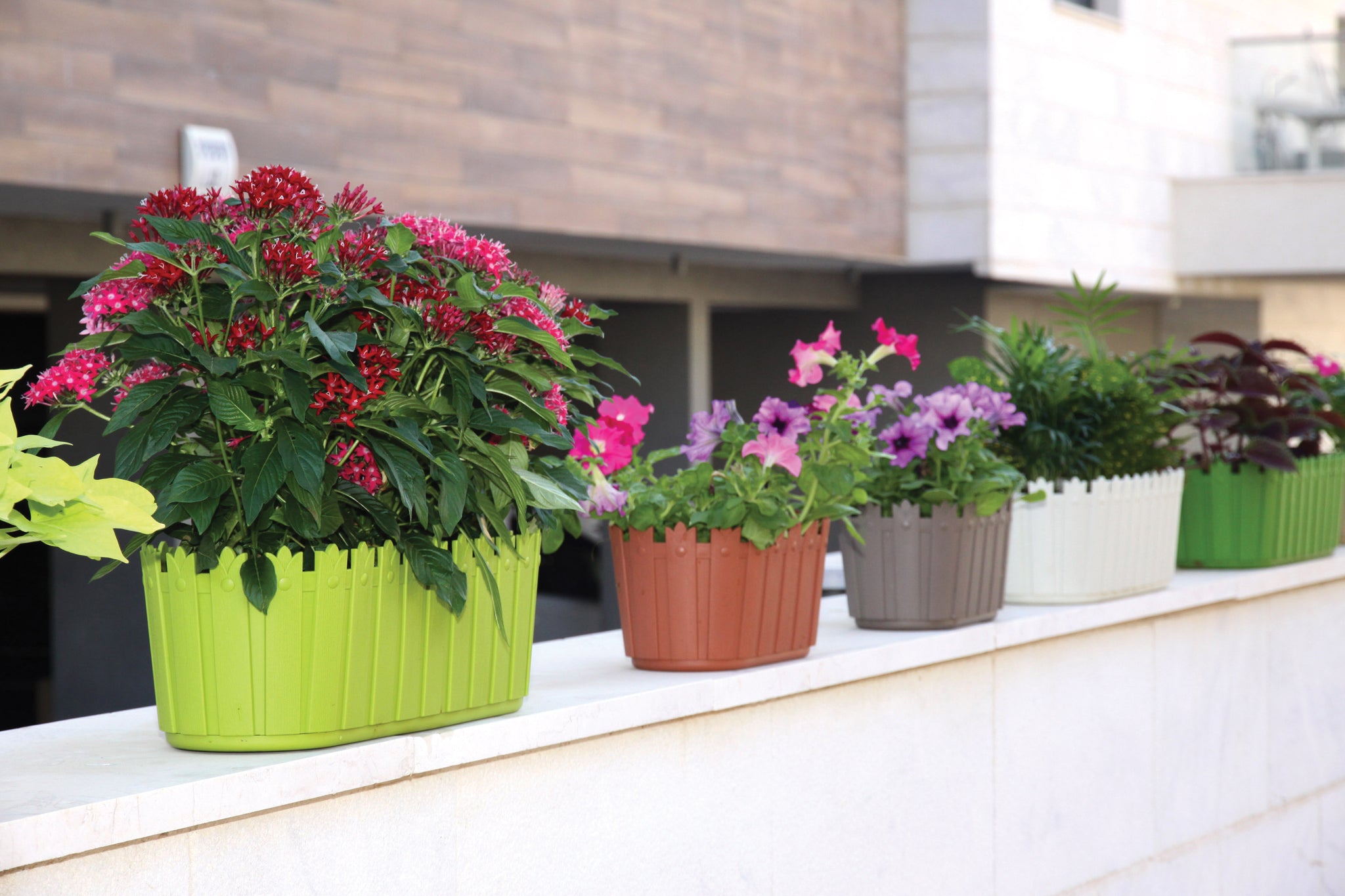 Tulip - Window Box – DF Omer Catalog